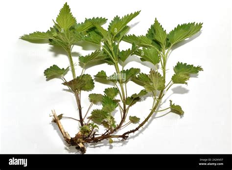 Herbarium Tutorial Nettle Plant Bush Its Root System And Stem With
