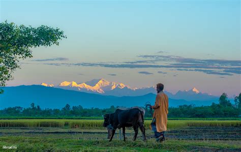 Lutfor গ্রামের নাম হেলেঞ্চাপুর। গ্রামের উত্তরে আকাশের গলা ধরে হিমালয়ের কাঞ্চনজঙ্ঘার গম্বুজ