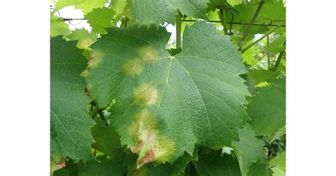 Влажното време е рай за маната по лозата Български Фермер