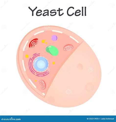 Yeast Cell Structure