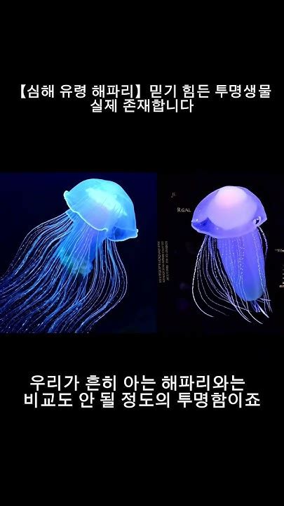 [ 심해 유령 해파리 ] 믿기 힘든 투명 생물 실제 존재 합니다 Youtube