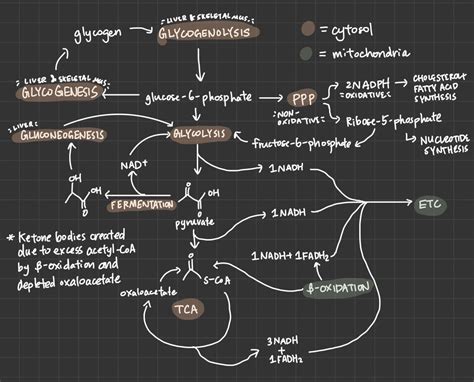 Connecting Metabolic Cycles Brain Dump Before 1 14 R Mcat