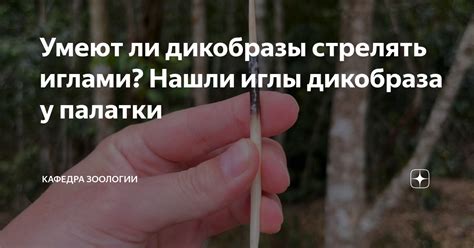 Умеют ли дикобразы стрелять иглами Нашли иглы дикобраза у палатки Кафедра зоологии Дзен