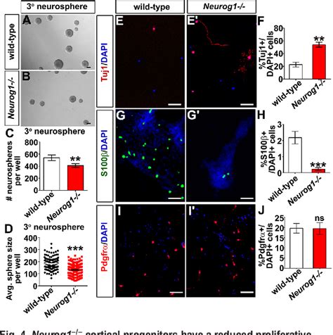 Figure 1 From A Non Canonical Role For The Proneural Gene Neurog1 As A Negative Regulator Of