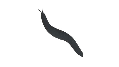Flatworm 3d Model Turbosquid 2269361