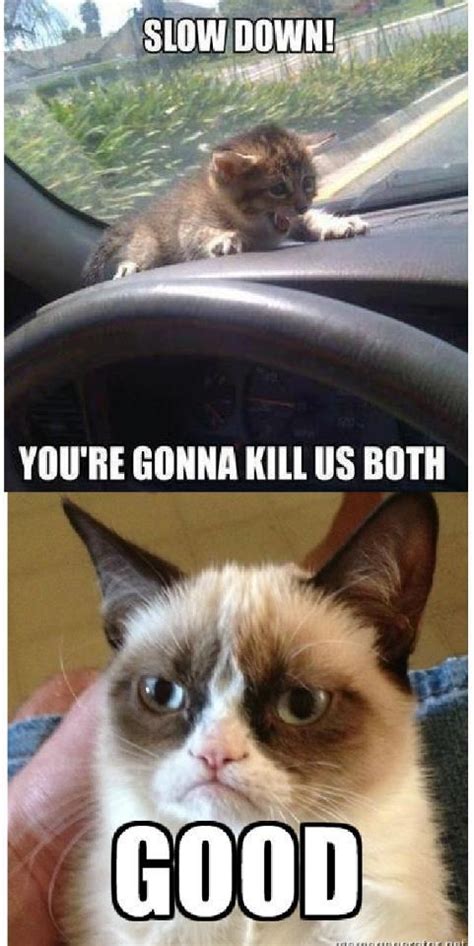 Grumpy Cat Memes Taylor Swift