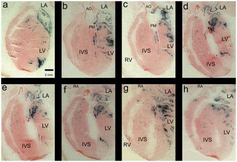 Representative Series Of Frontal Sections Ventral Dorsal Orientation Download Scientific
