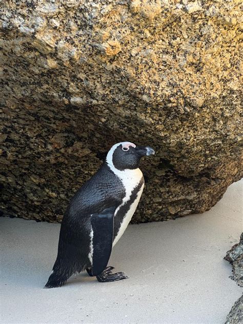 How To See Penguins At Boulders Beach The Nomad Almanac