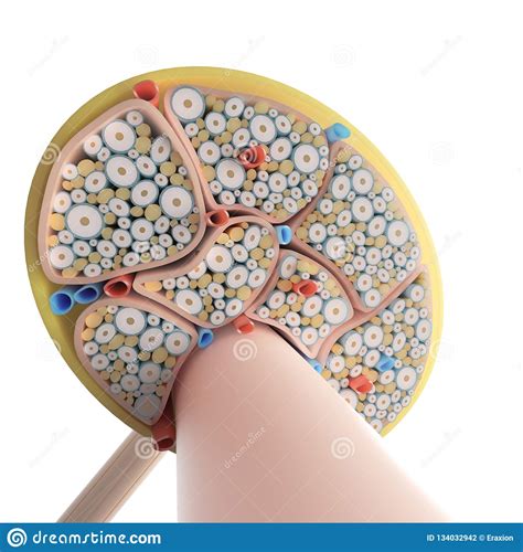 The Nerve Structure Stock Illustration Illustration Of Nervous