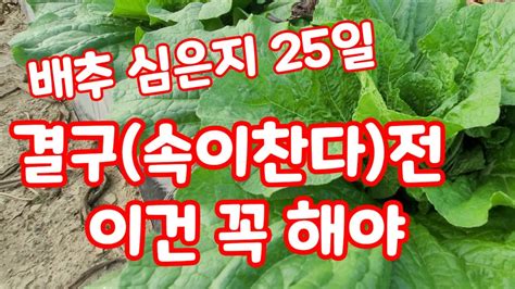 배추 심은지 25일 결구 시작전 꼭 해야 할 일 배추재배방법 Youtube