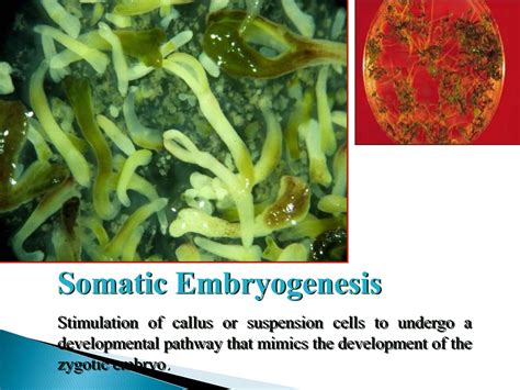 Micropropagation A Very Useful Technology In Plant Tissue Culture Ppt