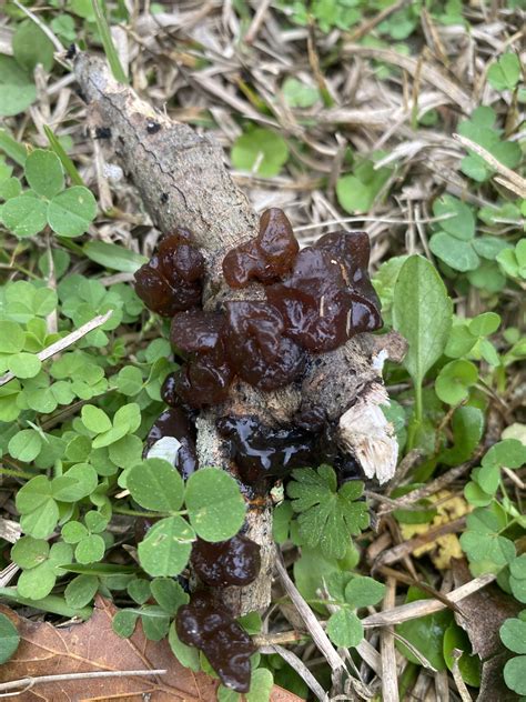 Fungus Like Mushroom That Is Gooey Common Fungi In Yards And Gardens
