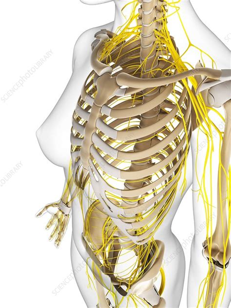 Female Nervous System Artwork Stock Image F006 7771 Science