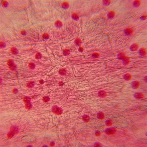 Pdf Feulgen Staining Of Nuclear Dna In Eukaryotic Cells