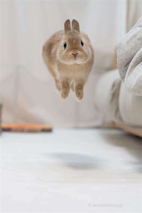 Какая высота полёта у кролика - к дождю? / кролик / смешные картинки и ...