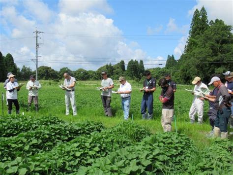 鹿児島県／現地農業情報（さつま地域）6月