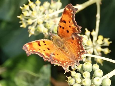 Photo Southern Comma Polygonia Egea