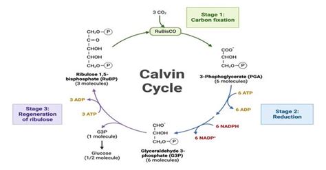 Calvin Cycle Assignment Point