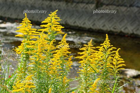 岸辺のセイタカアワダチソウ 写真素材 4679998 フォトライブラリー photolibrary