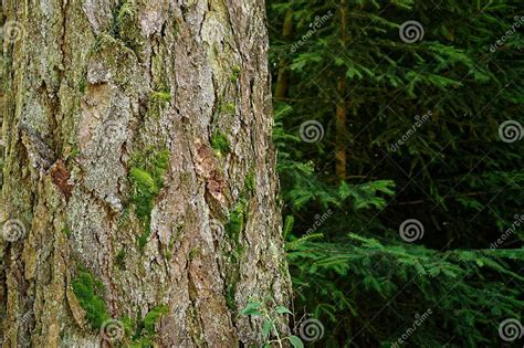 Texture Of A Moss Covered Tree Trunk Stock Image Image Of Vibrant Trunk 285226689