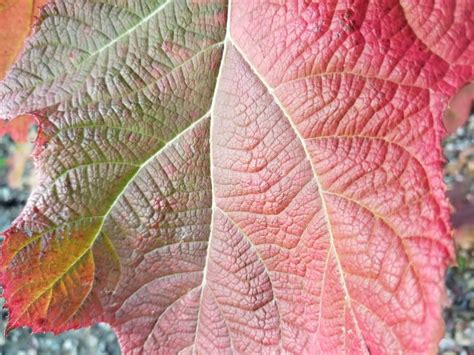 Multifaceted Fall Color On Oakleaf Hydrangea Stock Image Image Of Multifaceted Oakleaf 168491831