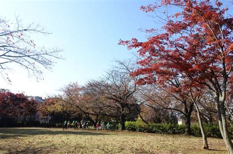 茂呂山公園の紅葉 2024年の見頃は板橋区小茂根 歩いてみたブログ