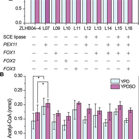 Effects Of β Oxidation Engineering On Acetyl Coa And Malonyl Coa A
