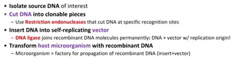 Genetics Final Recombinant Dna Flashcards Quizlet