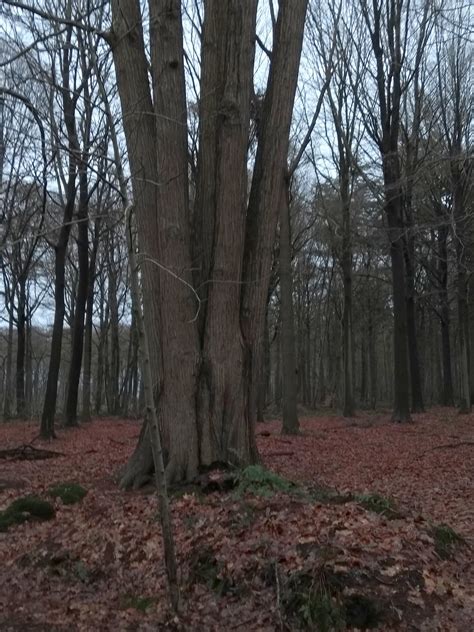 Tree Sucking On 4 Other Trees R TreesSuckingOnThings