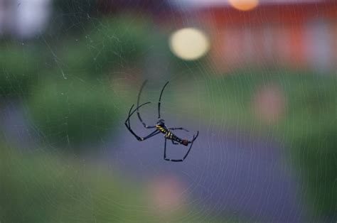 Small Spider In The Wildlife Free Image Download