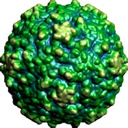 Virus Classification Viral Replication Strategies Flashcards Quizlet