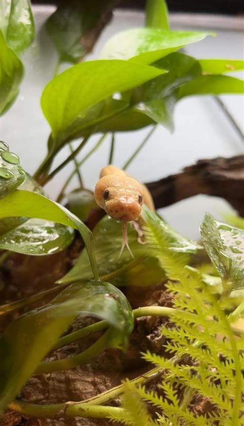 She Said P Rballpython