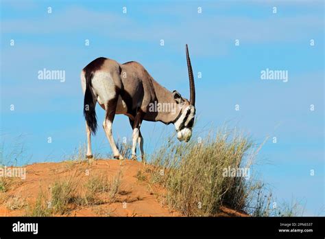 A Gemsbok Antelope Oryx Gazella On A Red Sand Dune Kalahari Desert