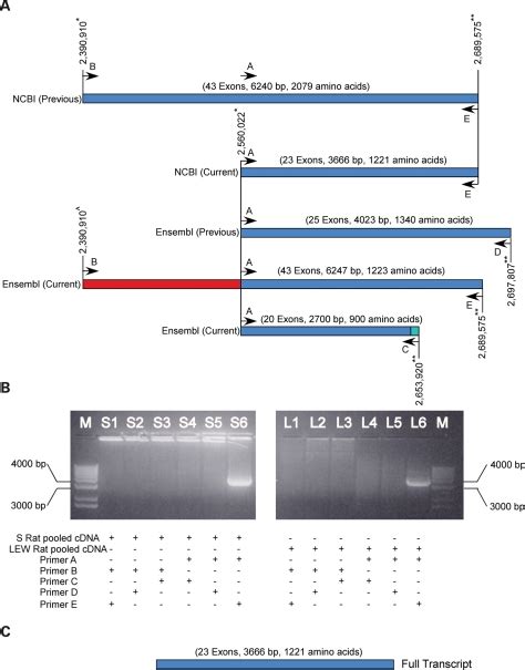Adamts16 Predicted Transcript Analysis A Schematic Representations