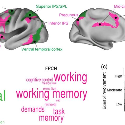 A Estimates Of The Dorsal Attention Network Dan Shown In Green And Download Scientific