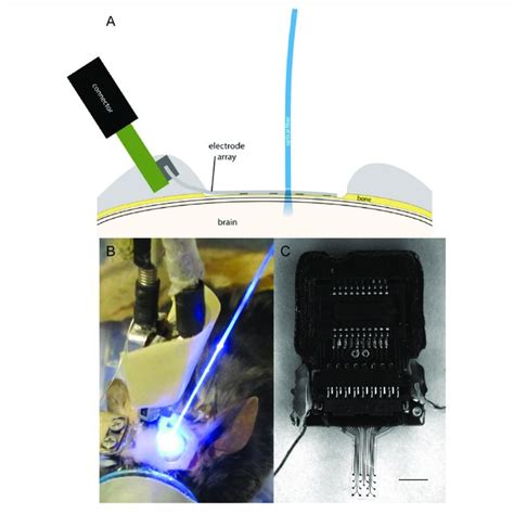 A Illustration of µECoG electrode array placement over a thinned Download Scientific