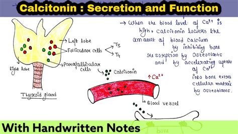 Calcitonin Gland Where It Is Produced At Bruce Macias Blog