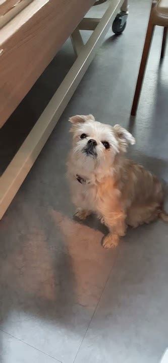 이 세상에서 가장 귀여운 강아지 Youtube