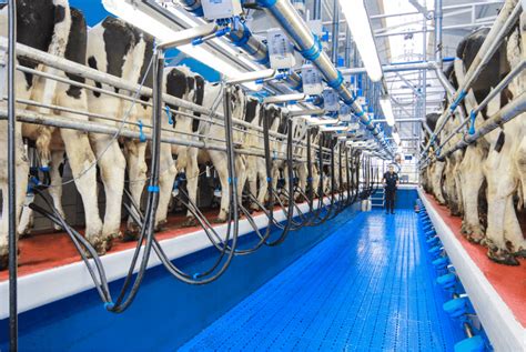 Milking Dairymaster