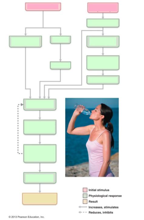 Diagram Of Response To An Increase In Ecf Osmolarity And Decrease In Plasma Volume Quizlet