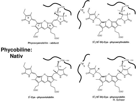 Ppt Phytochemie P Braun H Scheer Ws 2007 2008 Powerpoint
