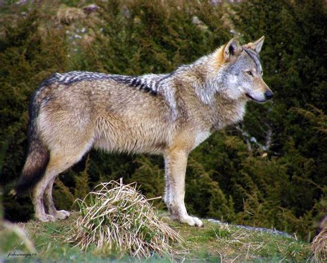 Обыкновенный серый волк семейство собачьи волчьи Canis Lupus обыкновенный серый волк
