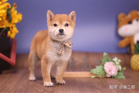 柴犬是日本土狗吗？答：你才土狗呢！ 知乎