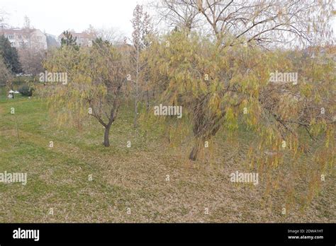 Trees Romantic Yellow Nature Hi Res Stock Photography And Images Alamy