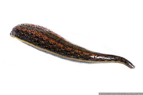 Пиявки - Жизнь. — Teletype