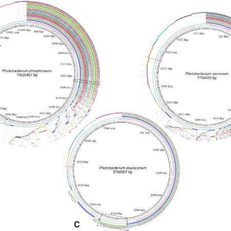 Representation Of The Genomes Of All Strains Of Each Species Using The