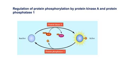 Pathways Of Intracellular Signal Transduction Pptx