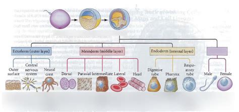 Differentiation Of The Germ Layers Diagram Quizlet