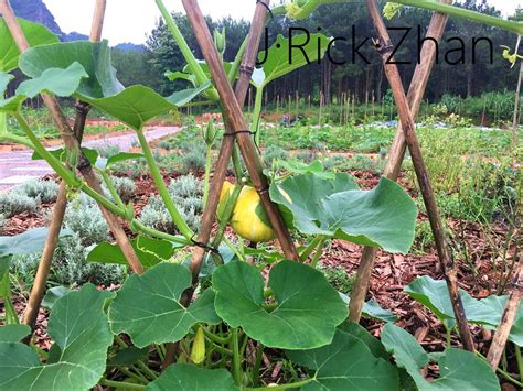 如何打造蔬菜（果蔬、香草、花卉）花园——生长篇 知乎