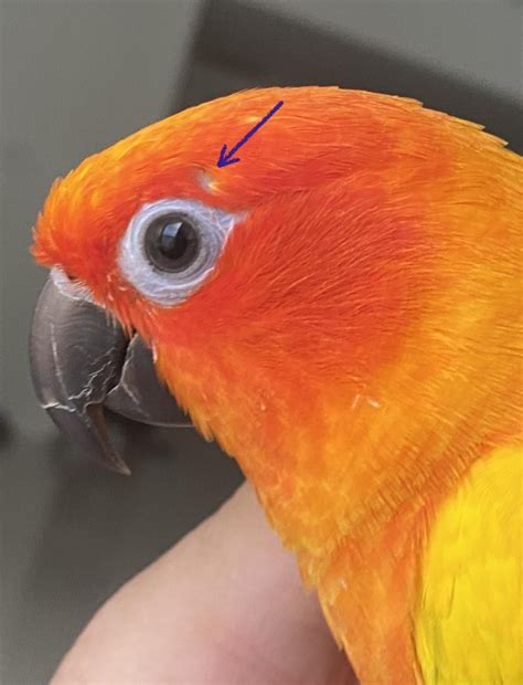 What Is This New Bald Spot Rconures